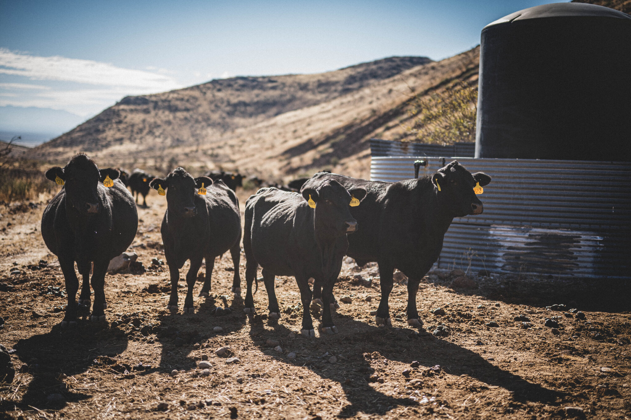 Sun Pumps - Reliable Solar-Powered Solutions